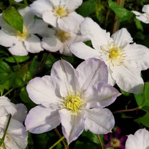 Clematis Lemon Chiffon (wielkokwiatowy) poj. 4L - Sklep internetowy ...
